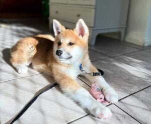 How Big Do American Akitas Get (With Growth/Height Chart) - (With ...