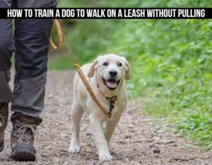 How to train a dog to walk on a leash without pulling