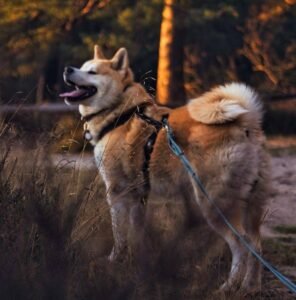 How Big Do American Akitas Get (With Growth/Height Chart) - (With ...