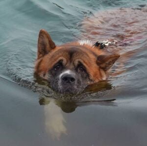 Akita Intelligence: How Smart Are These Dogs? Let's Find Out!