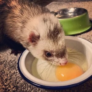 What Do Ferrets Eat? (A Complete Guide to Their Diet)