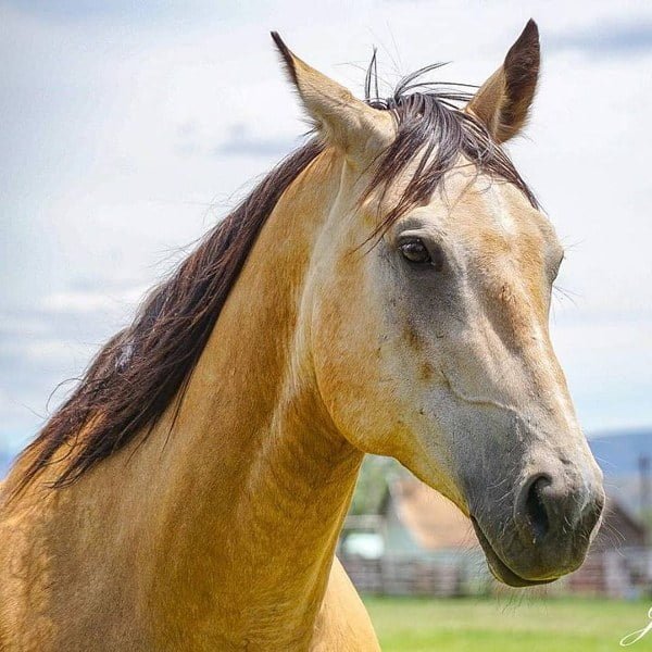 Tan Horse Names: The Complete List of Classy and Cool Options