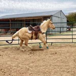 200+ Mustang Horse Names: A Guide to Naming Your Steed