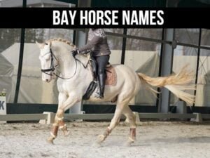 Bay Horse Names (170+ Must-See Ideas)
