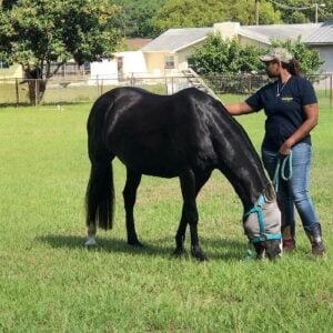 200+ Mustang Horse Names: A Guide to Naming Your Steed