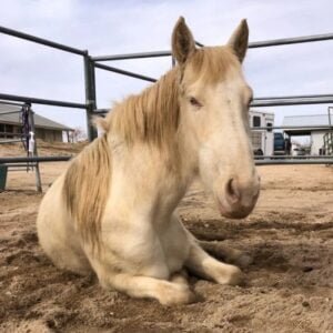 200+ Mustang Horse Names: A Guide to Naming Your Steed