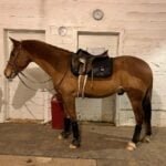 200+ Mustang Horse Names: A Guide to Naming Your Steed