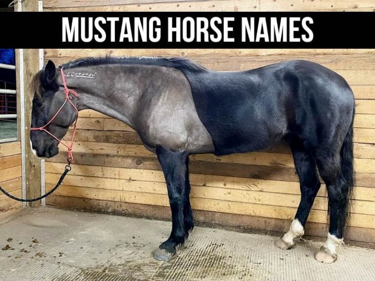 200+ Mustang Horse Names: A Guide to Naming Your Steed