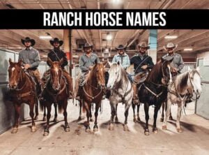 Ranch Horse Names (140+ Inspiring and Meaningful Choices)
