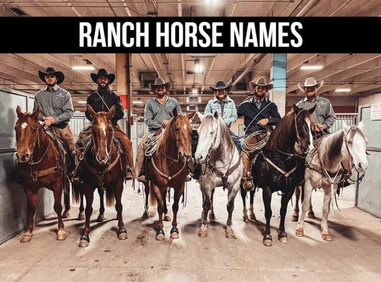 Ranch Horse Names 140 Inspiring And Meaningful Choices Ranch Horse Names 140 Inspiring And Meaningful Choices
