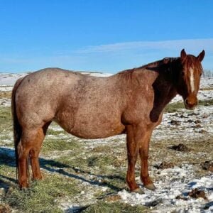 The Ultimate List of Red Horse Names [From Scarlet to Rust]