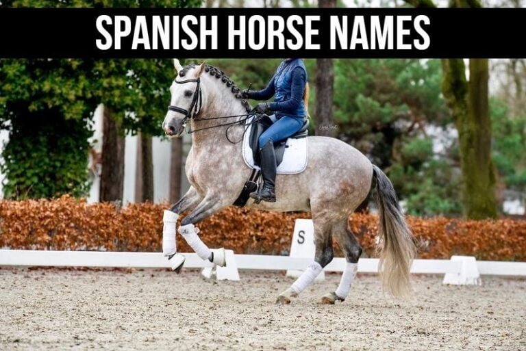 80+ Spanish Horse Names (Famous, Badass & Creative Ideas)
