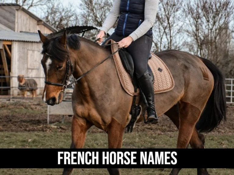 200+ French Horse Names: Classic, Modern, and Fancy Choices