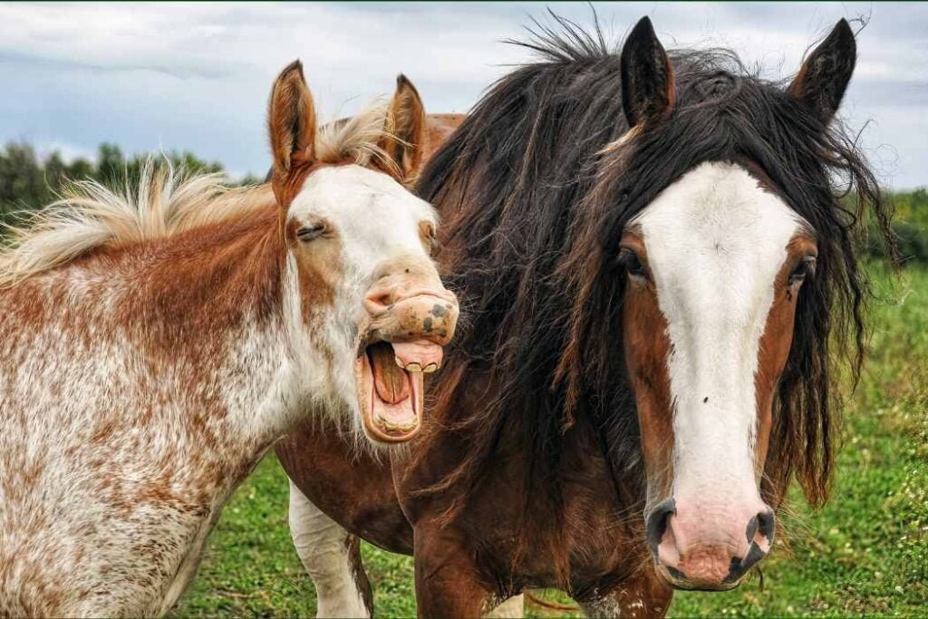 350+ Shire Horse Names (Unleash Your Horse's Personality)