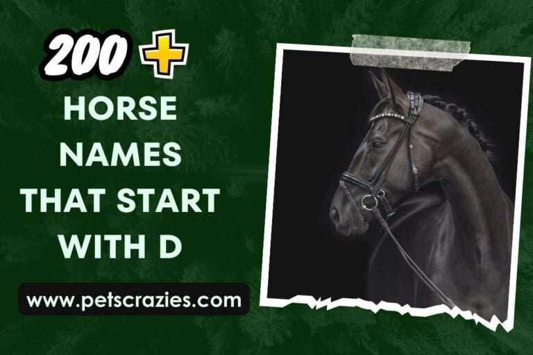 200+ Horse Names That Start With D (Make Your Equine a Star)
