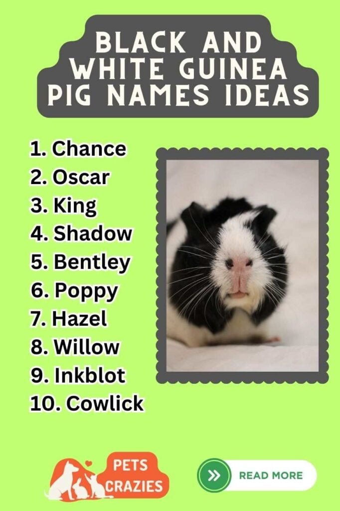 250 Black And White Guinea Pig Names 250 Black And White Guinea Pig Names