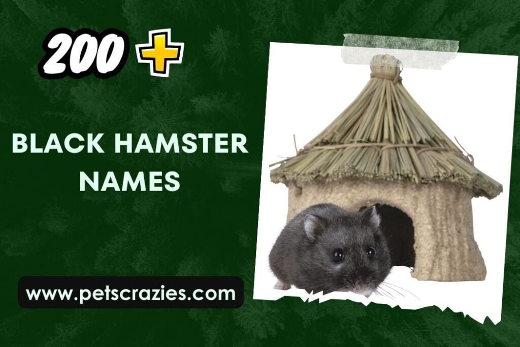 200+ Black Hamster Names (Unveil the Mystery)