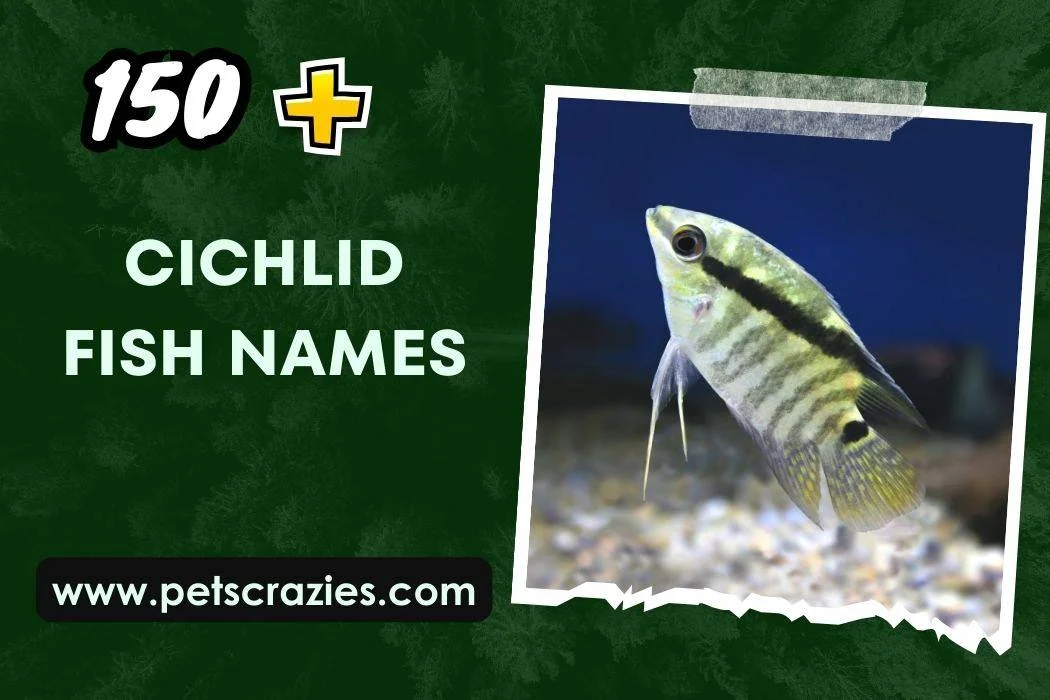 150+ Cichlid Fish Names (Stories Behind Vibrant Hues)