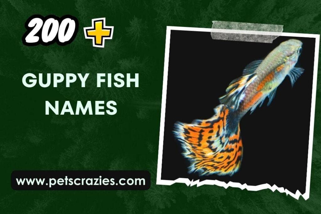 200+ Guppy Fish Names (Dive into Naming Inspiration)