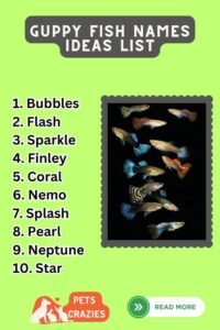 200+ Guppy Fish Names (Dive into Naming Inspiration)