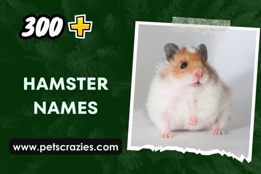 300+ Hamster Names That Will Leave You in Stitches