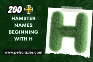 200+ Hamster Names Beginning With H (Naming Your Furry Friend)