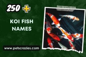 250+ Koi Fish Names (Personalizing Your Aquatic Friends)