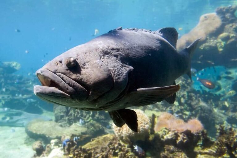 200+ Fish Names in Telugu (Decode the Aquatic Mystery)