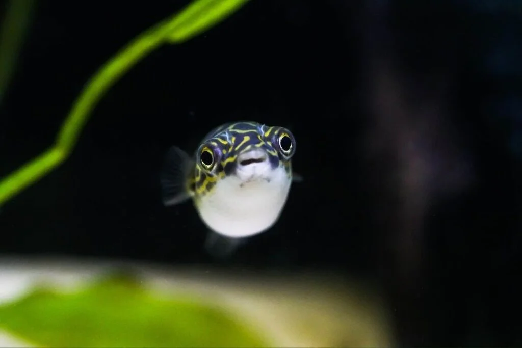300+ Puffer Fish Names (Unleash Your Fish's Personality)