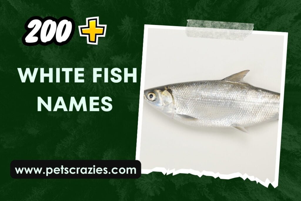 200+ White Fish Names (Creative Ideas for Aquarium Owners)