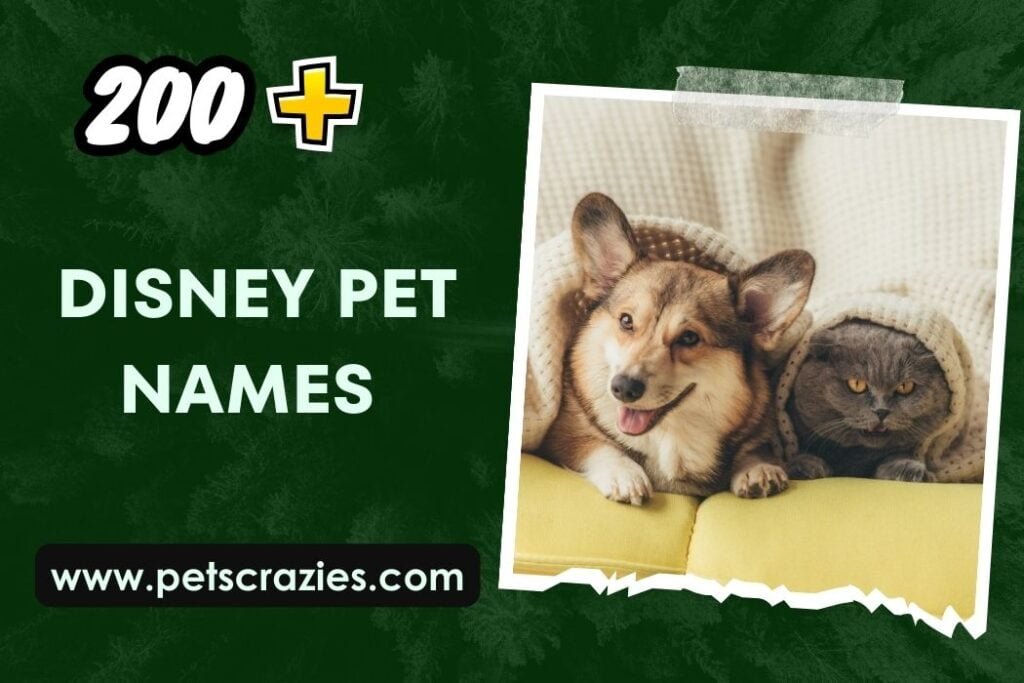 200+ Disney Pet Names for your Pet's Name Tag!
