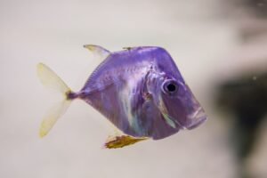 200+ Purple Fish Names (Beauty of Ocean Hues!)