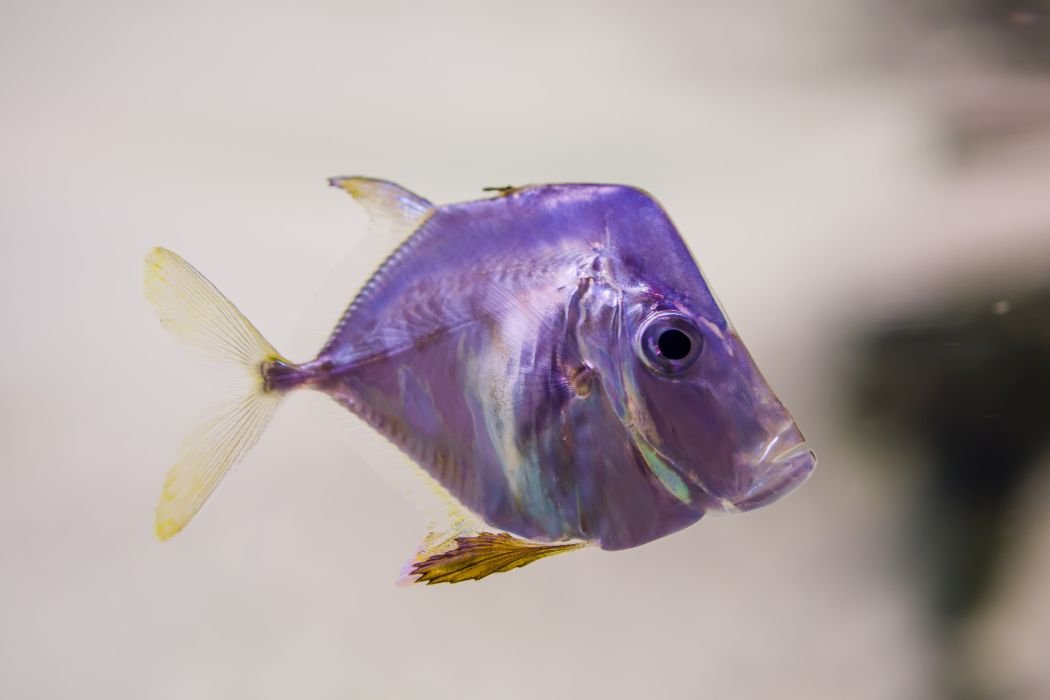 200+ Purple Fish Names (Beauty of Ocean Hues!)
