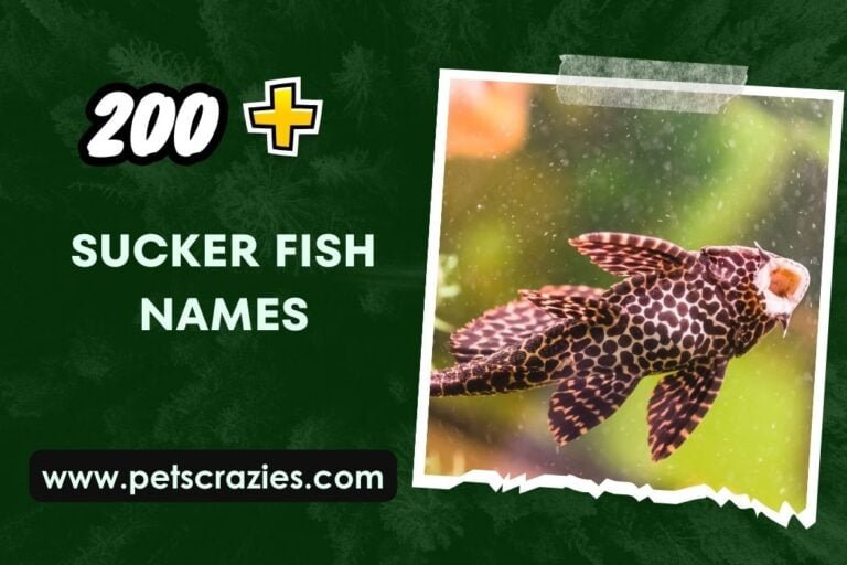 200+ Sucker Fish Names (Ocean’s Expansive Canopy)