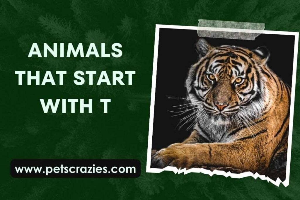 Animals That Start With T (Discover Rare and Unique Species)