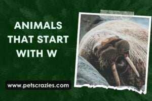 Animals That Start With W (Encounter Exotic Wildlife)