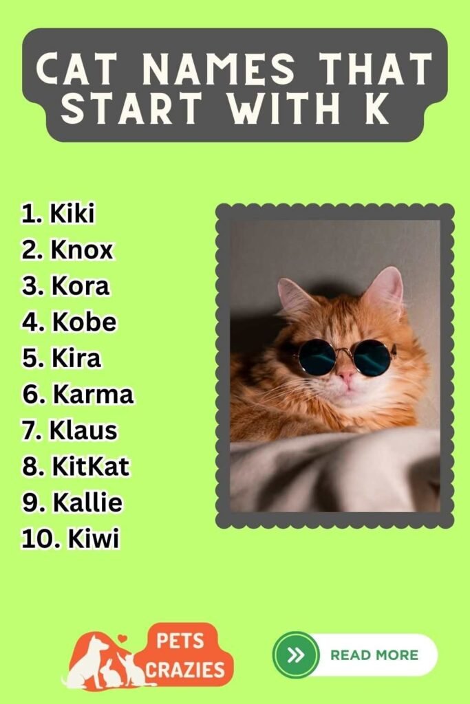 200+ Cat Names That Start With K