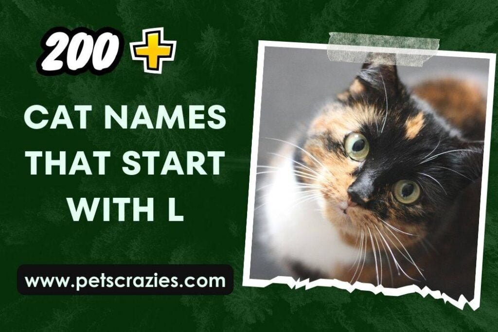 200+ Cat Names That Start With L