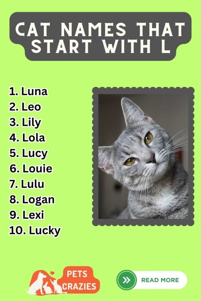 200+ Cat Names That Start With L