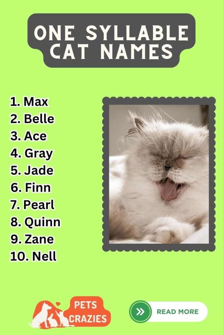 200+ One Syllable Cat Names (Perfect, Quick Call Options)