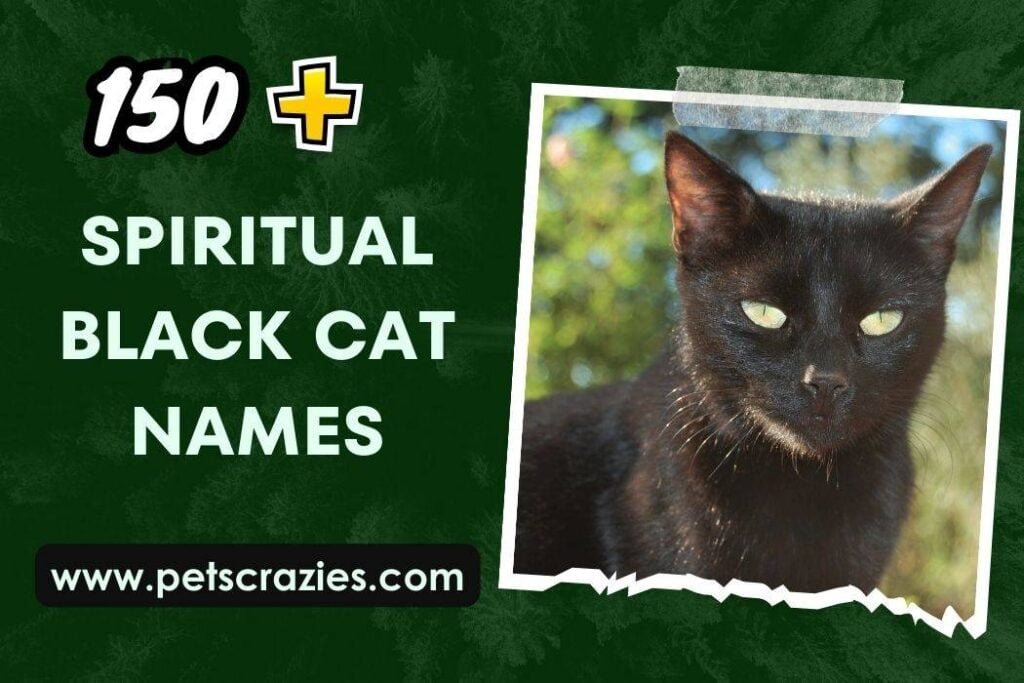150+ Spiritual Black Cat Names (A Mystical Guide)