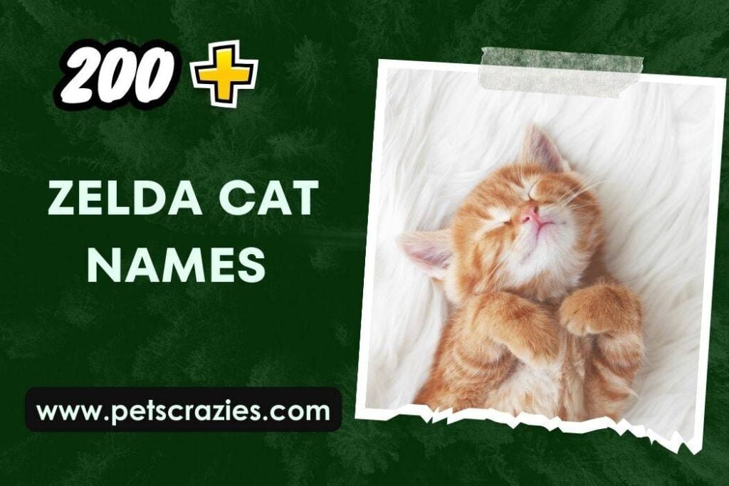 200+ Zelda Cat Names (Unleash Your Pet's Fantasy Persona)