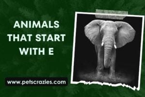 Animals That Start With E (Discover Exotic Species)