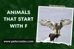 Animals That Start With F (Wildlife Wonders Revealed)