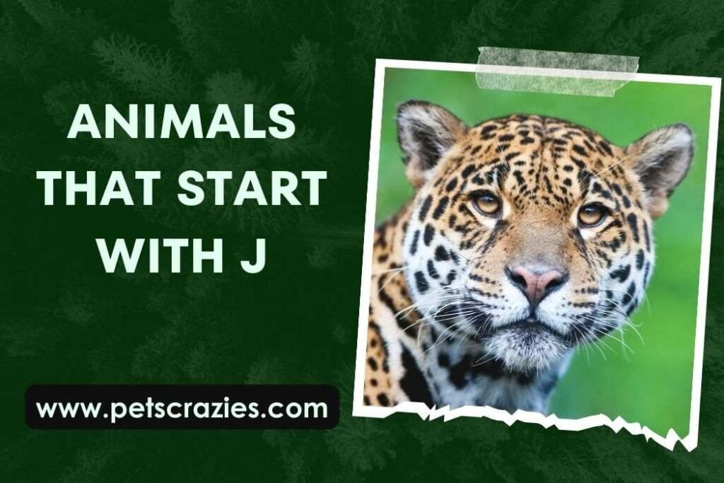 Animals That Start With J (Fascinating Wildlife Insights)