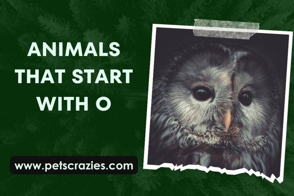 Animals That Start With O (Explore Exotic Wildlife)