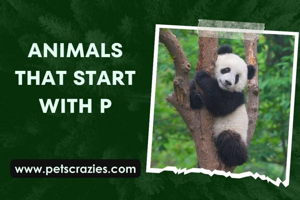 Animals That Start With P (Uncover Rare Species)