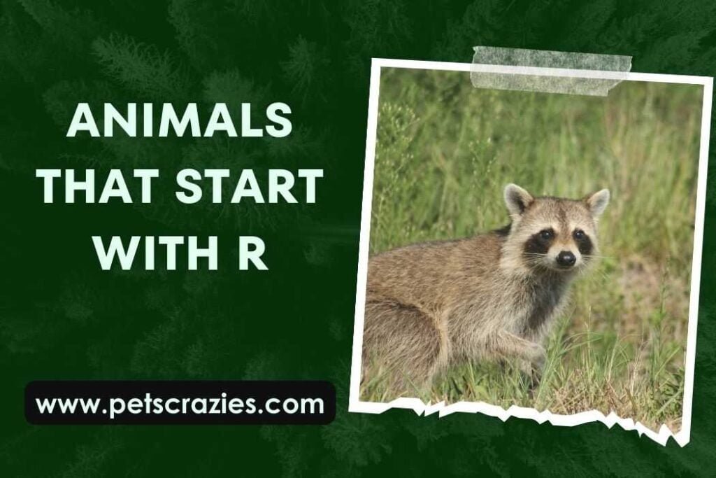 Animals That Start With R (Wildlife Exploration Awaits)