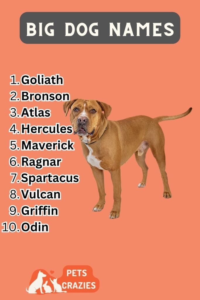 200+ Big Dog Names - Strong & Sturdy Choices