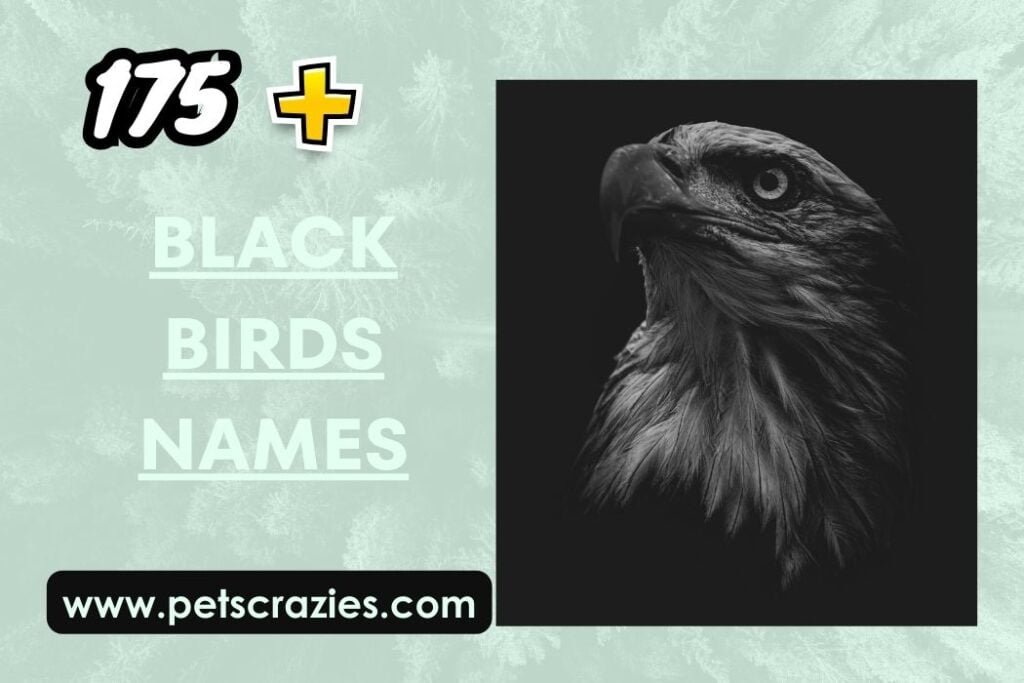 175+ Black Birds Names - Funny And cute Ideas